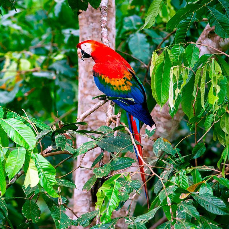 Tambopata Experience | Tienda